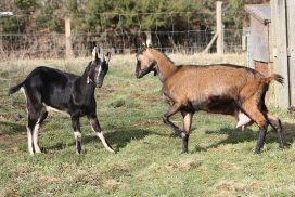 Goat Body Language FAQ - Goat Journal